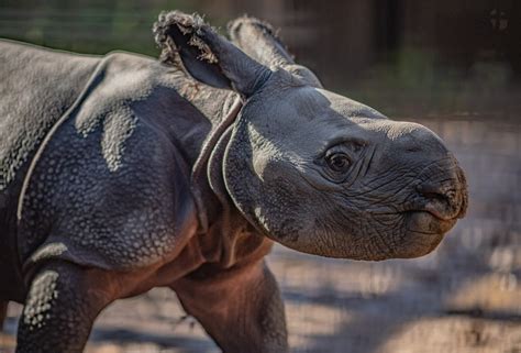 Birth Of Rare Greater One Horned Rhino Calf Captured On Camera At
