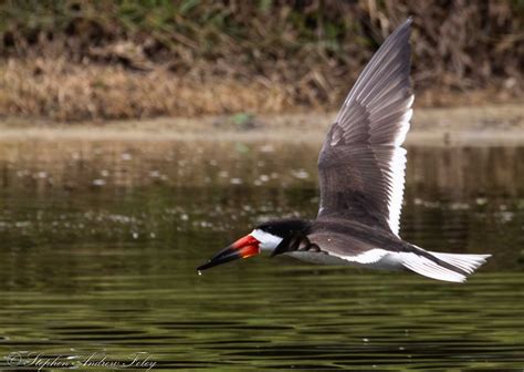 The Skimmer Bird Part 2 Chiefs Page