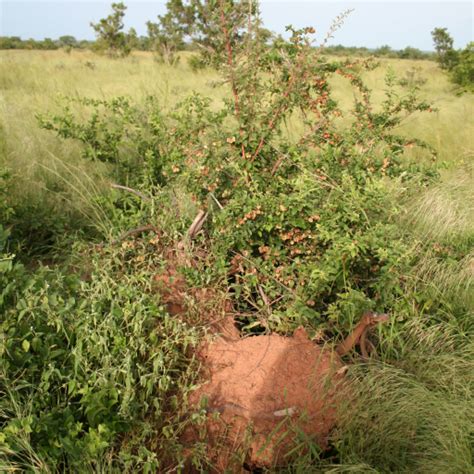Combretum Aculeatum Plant Care And How To Grow Water