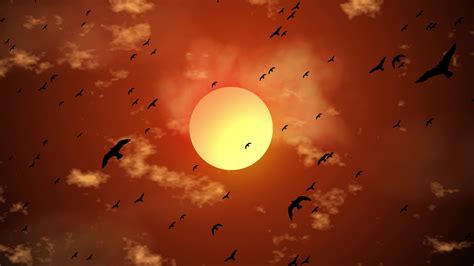 Animated Flying Birds Wallpaper