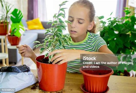 아이 냄비에 Ficus 식물을 심고 미소 짓는 정원사 소녀 가정 원예 실내 식물에 대한 사랑 국내 식물의 심기 선택적 초점 10 11세에 대한 스톡 사진 및 기타 이미지