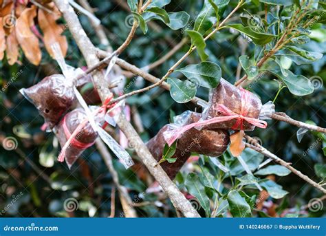 Grafting On Macadamia Nut Tree Branch Stock Image Image Of Agriculture Field 140246067