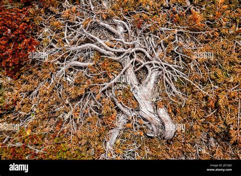 Abstract Tree Root Patterns At Spillars Cove Near Bonavista Cape Bonavista Peninsula