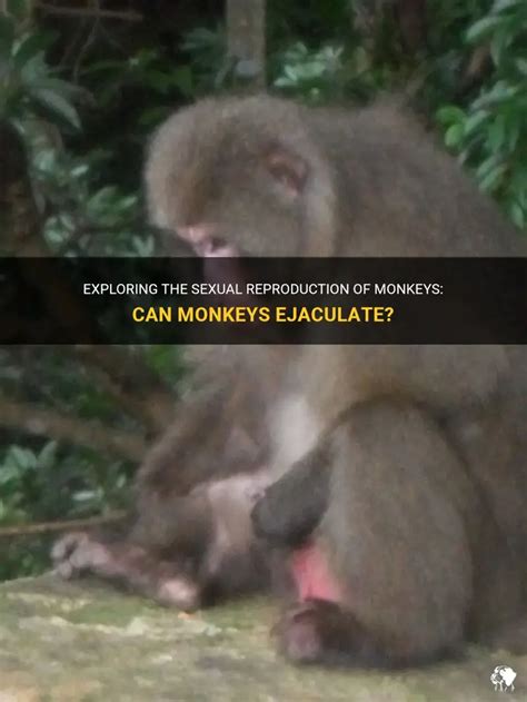 Exploring The Sexual Reproduction Of Monkeys Can Monkeys Ejaculate