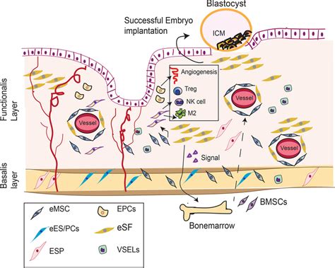 Depicts How Endometrial Stem Cells Contribute In Successful Pregnancy