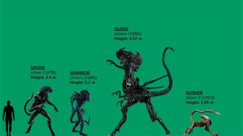 Xenomorph Size Comparison Evolution Of Alien Xenomorph Size