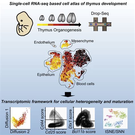 A Single Cell Transcriptomic Atlas Of Thymus Organogenesis Resolves Cell Types And Developmental