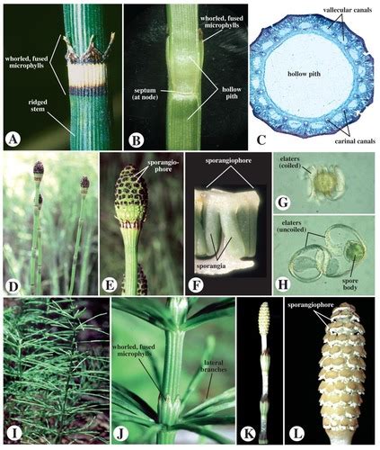 Plant Families 2 Flashcards Quizlet