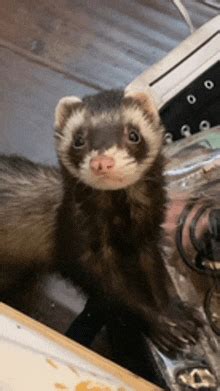 Ferret S Tenor