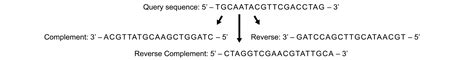 Dna Reverse Complement Tool Vectorbuilder