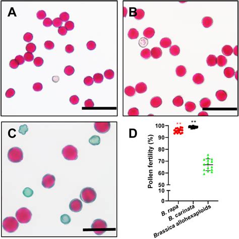Pollen Fertility And Morphology Observation Analyses Of B Rapa B