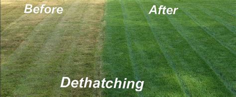 Fall Lawn Dethatching Guide Tips For Thicker Healthier Grass
