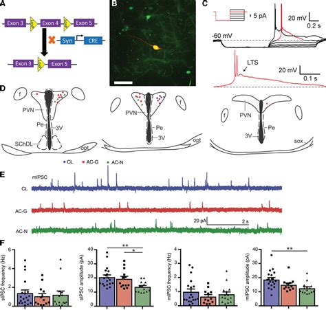 Ace2 And Adam17 Interaction Regulates The Activity Of Presympathetic