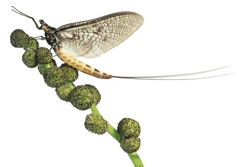 What Do Mayflies Turn Into At James Hillier Blog
