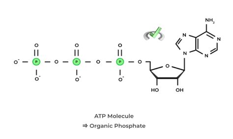 Inorganic Phosphate