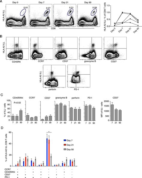Effector And Memory Differentiation Of Tbev Specific Cd8 T Cells A