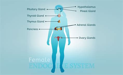 How The Endocrine System Affects Menopause Happy Healthy You