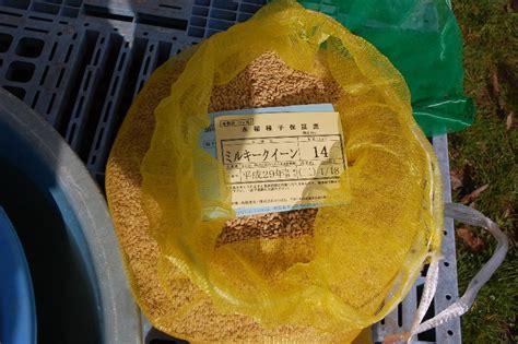 今年も 塩水選と温湯消毒の様子 よしろう農園