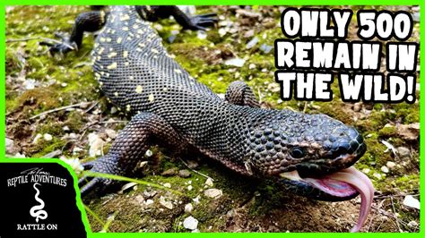 Most Dangerous Lizard In The World 9 Fascinating Facts About Worlds