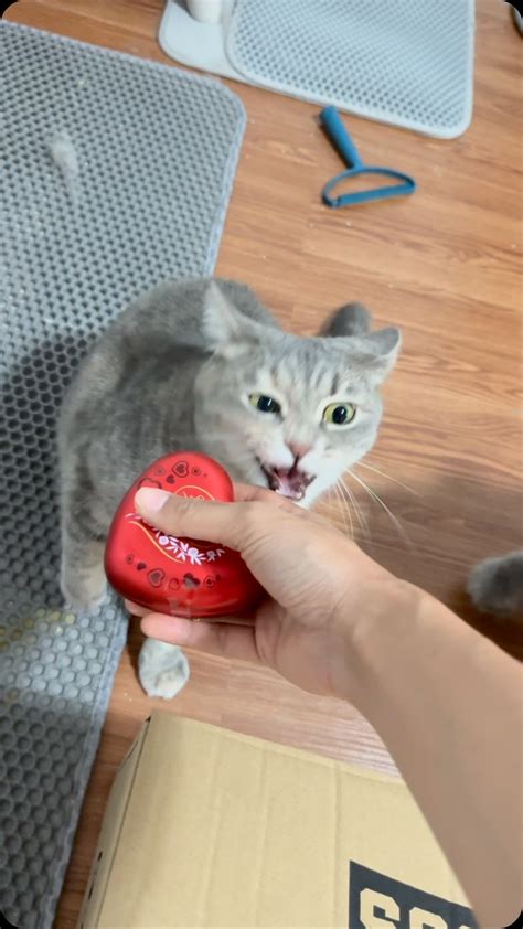 ลาเต้แมวนักหยุม😼 ขะรี้ ได้ตามสะบายเลยลูก ลาเต้แมวหูบิน ลาเต้แมวเปรต มอคค่าแมวอ้อน คาปูแมว