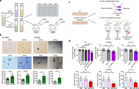 Gitrgitrl Signaling Contributes To Tumorigenicity And Cell