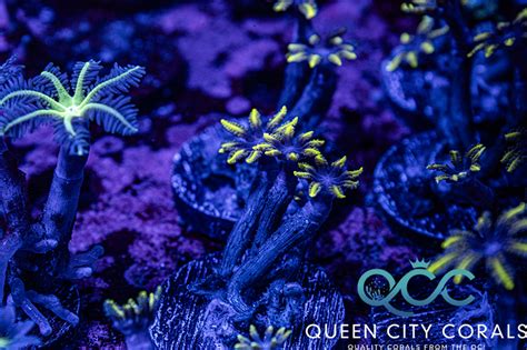 Yellow Clove Polyps Wysiwyg Queen City Corals