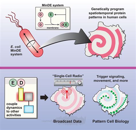 Research In Brief The What Why And How Department Of Biochemistry