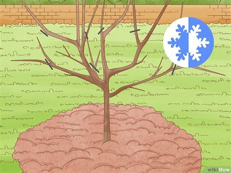 How To Prune A Cherry Tree Heading Scaffolding Pruning
