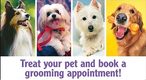 Our Groomers Are Creative Paws Pet Grooming