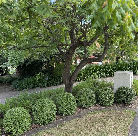 Pittosporum Golf Ball Pbr Hello Hello Plants