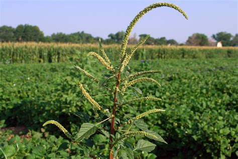 Palmer Amaranth