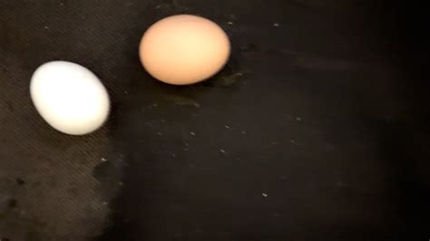 Egg Classification Object Detection Dataset And Pre Trained Model By Uday