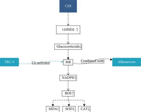 Hypothesis And Working Model For The Src 3 Function In Cih Induced