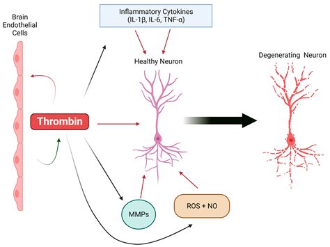 Thrombin A Key Driver Of Pathological Inflammation In The Brain