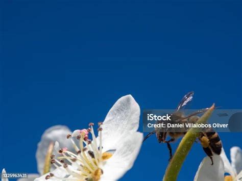 흰 배 꽃에서 꽃가루를 모으는 꿀벌 푸른 하늘 배경과 햇빛에 꽃 가지 꽃 과일 나무 발톱에 꽃가루가 있는 꿀벌 0명에 대한 스톡 사진 및 기타 이미지 Istock