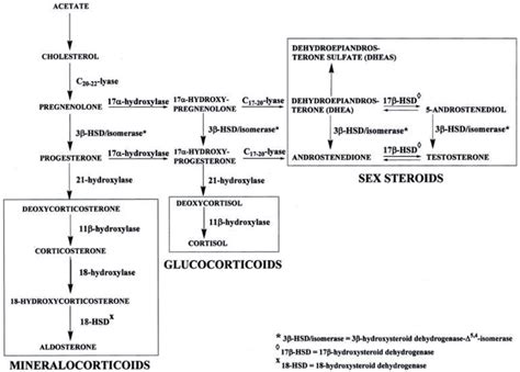 Showing The Major Pathways In Steroid Biosynthesis Download