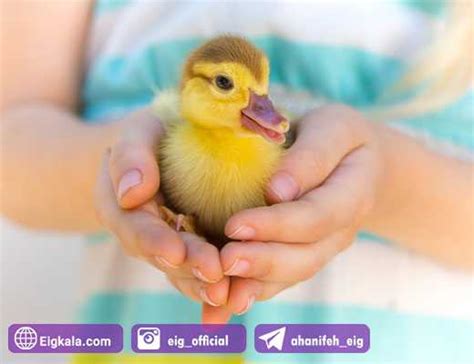 آموزش نحوه تشخیص جنسیت جوجه اردک یکروزه