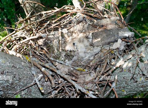 The Nest Of The Black Kite In Nature Milvus Migrans Russia The