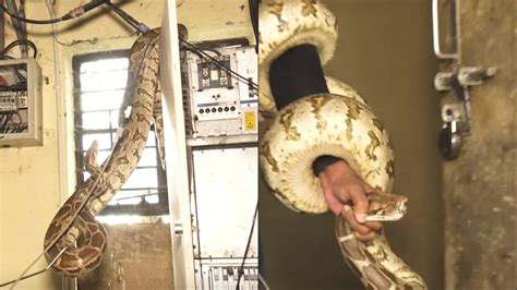 Indian Python Wallpapers