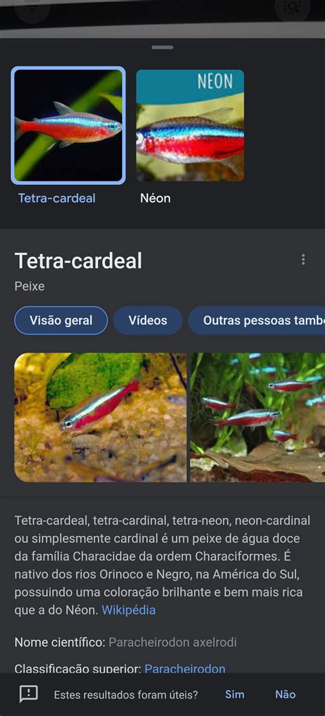 Android Studio Use Firebase Ml Kit To Identify Species Of Animals