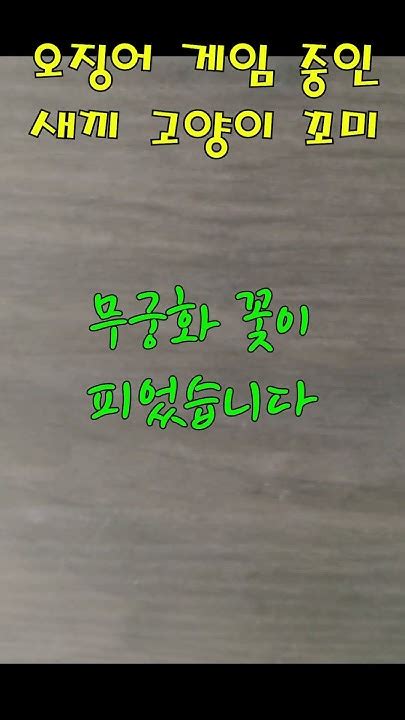 구조한 새끼고양이와 무궁화 꽃이 피었습니다를 하면 새끼고양이 Cat 길고양이 Youtube
