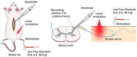 Schematic Diagram Of The In Vivo Extracellular Recording Setup