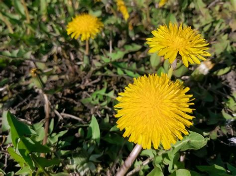 How To Get Rid Of Dandelions For Good Natures Select® Nc