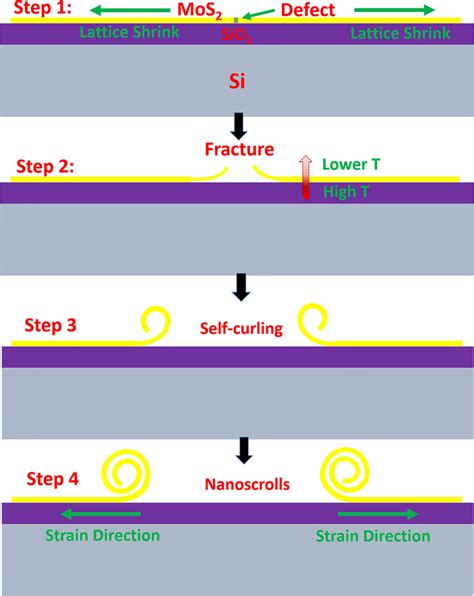 Schematic Representation Of The Formation Of Mos 2 Nanoscrolls Download Scientific Diagram