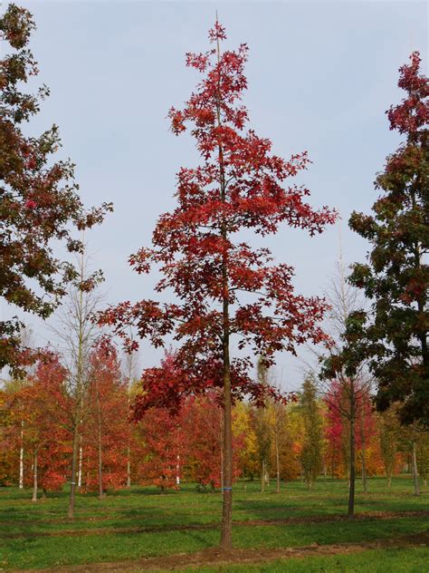 Quercus Rubra Amerikaanse Eik Van Den Berk Boomkwekerijen