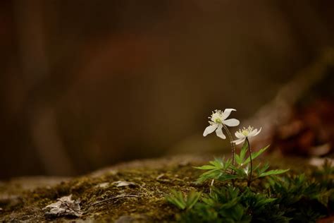 김인철의 야생화산책 야생화산책 들바람꽃
