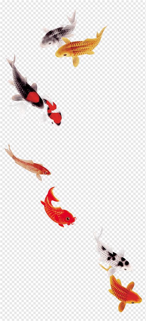 Koi Carassius Auratus Fish Template Beautiful Koi Carp Fish Goldfish