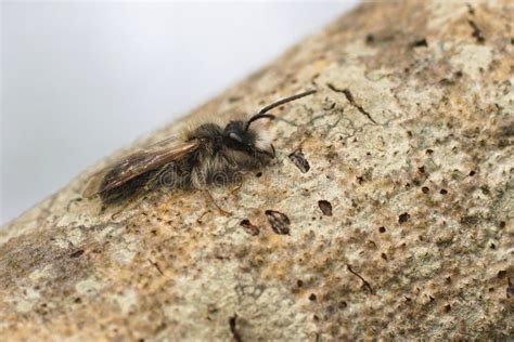 Closeup Of A Male Of The Mellow Miner Mining Bee Andrena Mitis Sitting