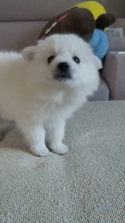 막내 쪼미 강아지 댕댕이 두더지 사모예드 땅파기 산책 시골강아지 시골개 썰매견 포비 쪼미 견생2개월