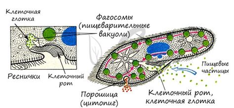 Инфузория туфелька